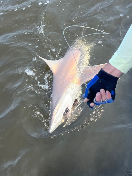 Sharks in South Carolina- Captain Smiley Fishing Charters